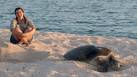 BBC One - Planet Earth III - Three perspectives on Raine Island