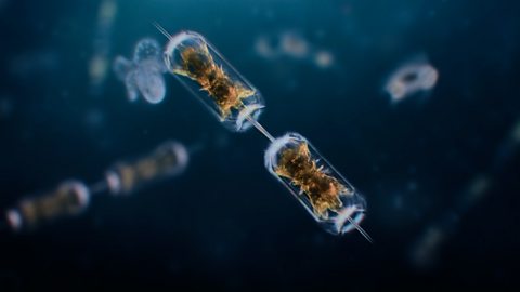 BBC One - Planet Earth III - Plankton: An unseen universe