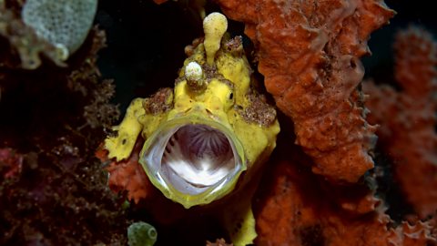 BBC One - Planet Earth III - Ocean: What to expect