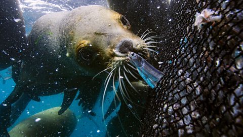 BBC One - Planet Earth III - Ocean: What to expect