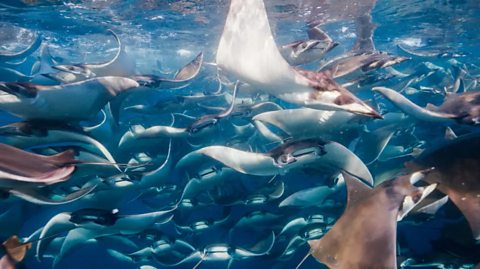 BBC One - Planet Earth III, Series 1, Ocean