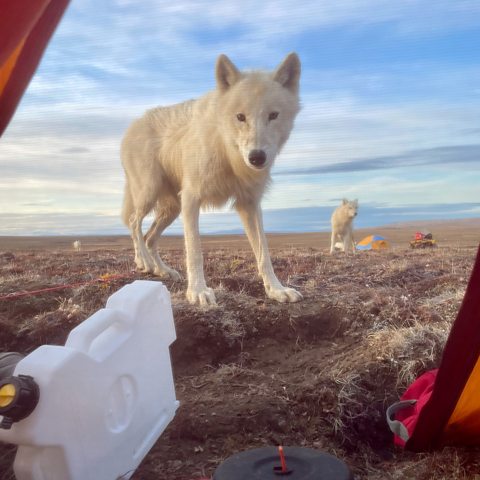 BBC One - Planet Earth III - Filming wolves in the extremes of the high ...