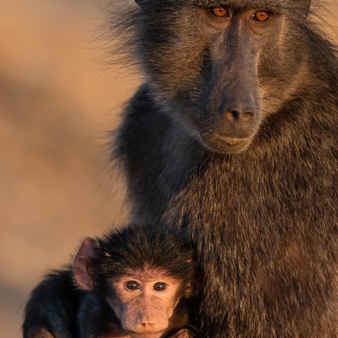 BBC One - Planet Earth III - Deserts and Grasslands: What to expect