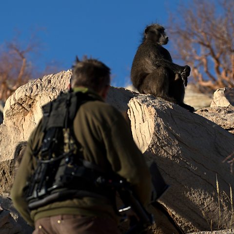 BBC One - Planet Earth III - Deserts and Grasslands: What to expect