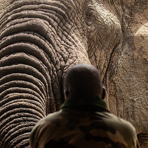 BBC One - Planet Earth III - Deserts and Grasslands: What to expect