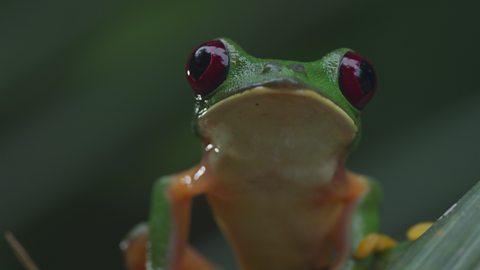 BBC One - Planet Earth III, Series 1, Freshwater