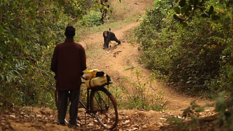 BBC One - Planet Earth III - Q & A on filming chimpanzees living near ...