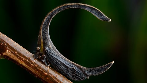 BBC One - Planet Earth III - Filming treehoppers in Ecuador
