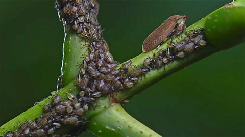 BBC One - Planet Earth III - Filming treehoppers in Ecuador