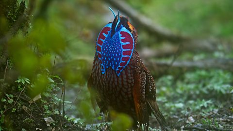 BBC One - Planet Earth III - Forests: What to expect