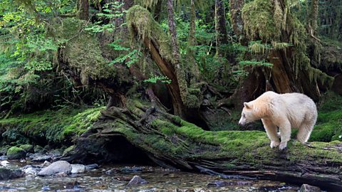 BBC One - Planet Earth III, Series 1, Forests