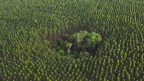 BBC One - Planet Earth III - Forests: What to expect