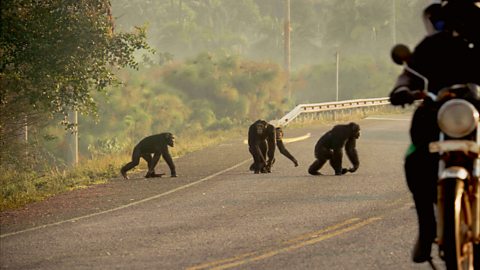 BBC One - Planet Earth III - Forests: What to expect