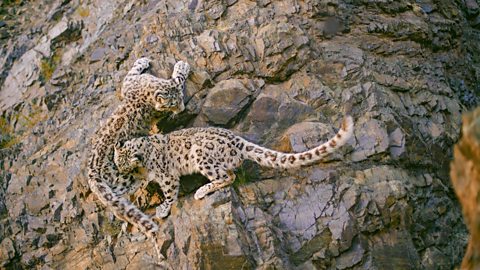 BBC One - Planet Earth III - Extremes: What to expect