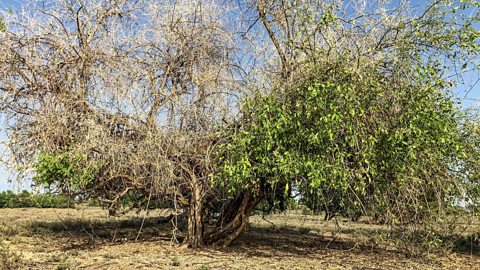 BBC One - Planet Earth III - Filming desert locusts in Turkana
