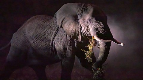 BBC One - Planet Earth III, Series 1, Human