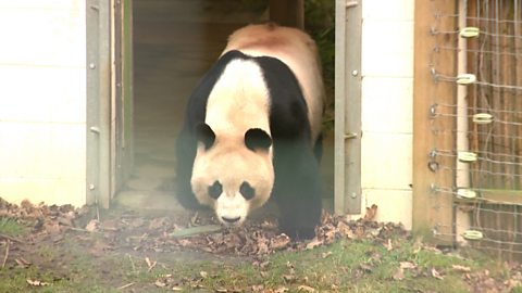 Edinburgh pandas spend last day in the spotlight - BBC News