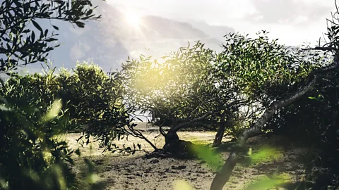 Why olive oil prices are soaring and what to do about it