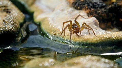 BBC Two - Wild Scandinavia - Tracking down wolf spiders in Icelands's ...