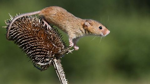 BBC Two - Winterwatch - How to help wildlife this winter