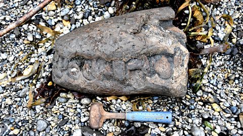 BBC One - Attenborough and the Giant Sea Monster - How I discovered the ...