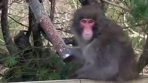 Escaped monkey on the loose in Highland village - BBC News