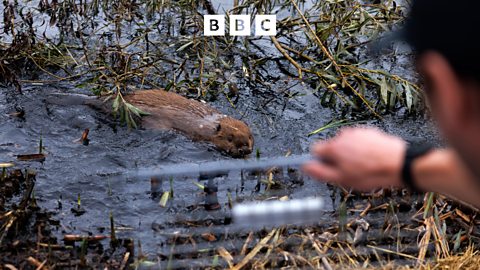 Rewilding - BBC News