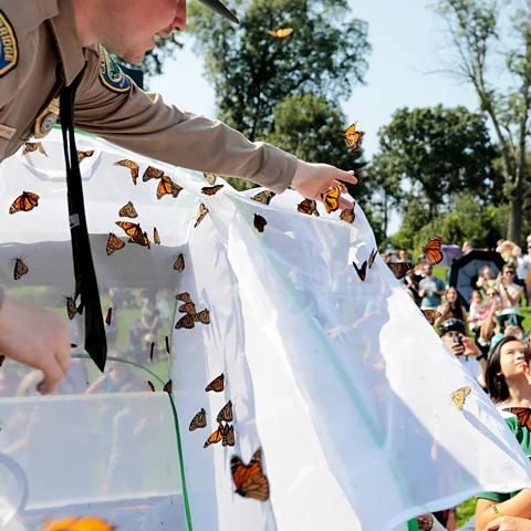 Millions of monarch butterflies have gone missing, and there is one ...