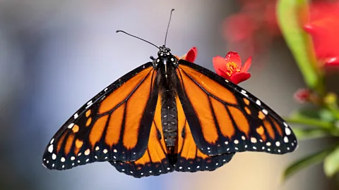 Millions of monarch butterflies have gone missing, and there is one ...