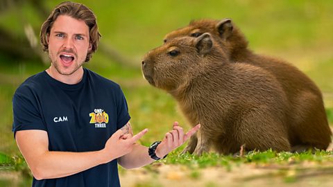 All-things Animals on iPlayer - CBBC - BBC