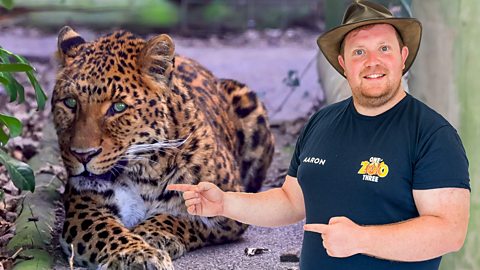 All-things Animals on iPlayer - CBBC - BBC