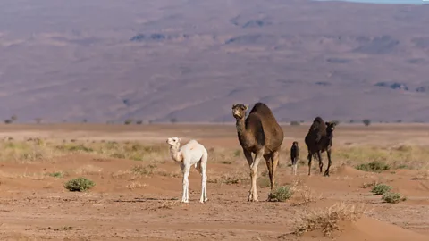 Why travelling to see camelids is a top priority this year