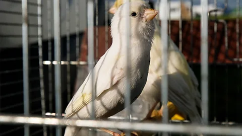 Chlamydia-like 'parrot fever' won't be the next bird flu pandemic ...