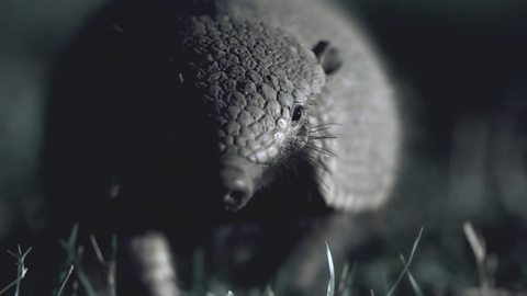 BBC One - Mammals - Filming one of the most unusual mammals in the world