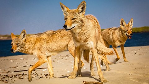 BBC One - Mammals - Revealing the secrets of coastal coyotes in Mexico