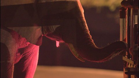 BBC One - Mammals - Tiptoeing giants - Filming urban elephants