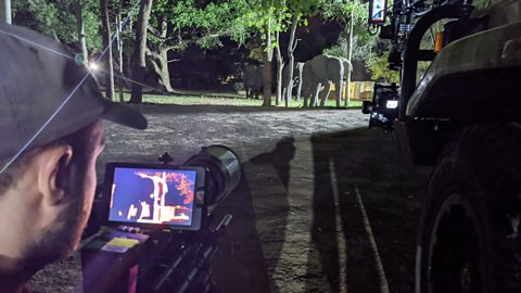 BBC One - Mammals - Tiptoeing giants - Filming urban elephants