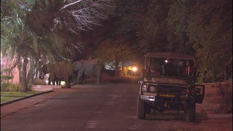 BBC One - Mammals - Tiptoeing giants - Filming urban elephants