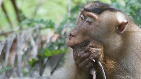 BBC One - Mammals - Palm oil pest control and raining rats!