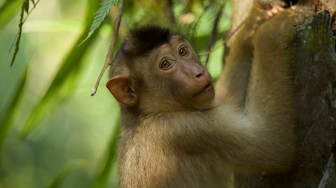 BBC One - Mammals - Palm oil pest control and raining rats!
