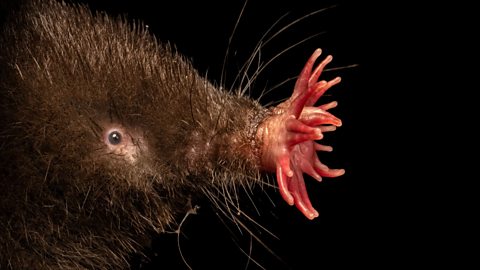 BBC One - Mammals - 25 years studying a remarkable mammal - the star ...