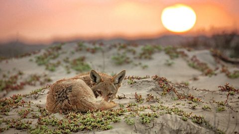 BBC One - Mammals - Revealing the secrets of coastal coyotes in Mexico