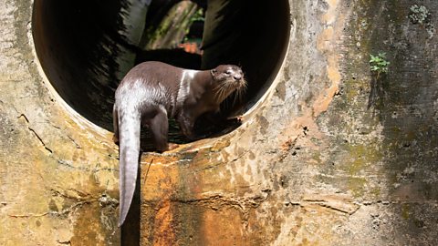 BBC One - Mammals - Filming Singapore's city otters