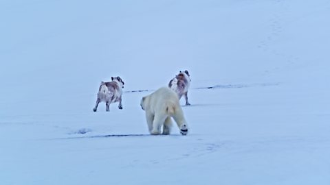 BBC One - Mammals - The Grinch: A reindeer-hunting polar bear