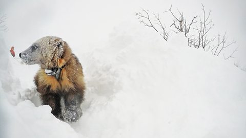 BBC One - Mammals - Uncovering the world of the wolverine