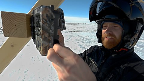 BBC One - Mammals - Uncovering the world of the wolverine