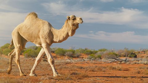 BBC One - Mammals - Camels: Kicking up a storm