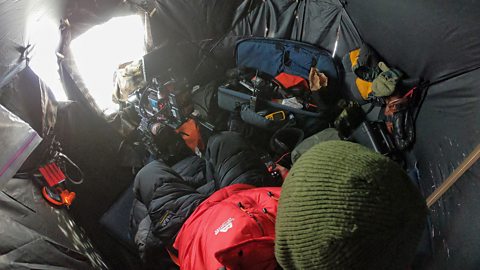 BBC One - Mammals - Filming in the Cold