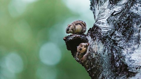 BBC One - Mammals - Filming flying squirrels in super slow-motion