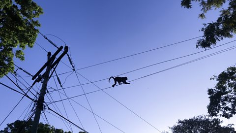 BBC One - Mammals - Giving a voice to the plight of howler monkeys